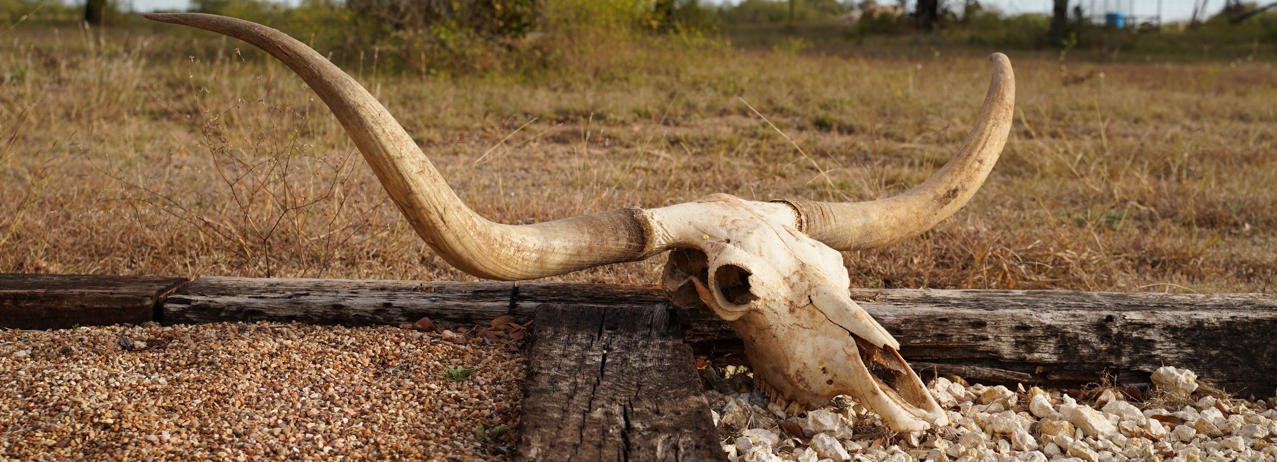 Can you eat the Texas Longhorn cattle you raise?