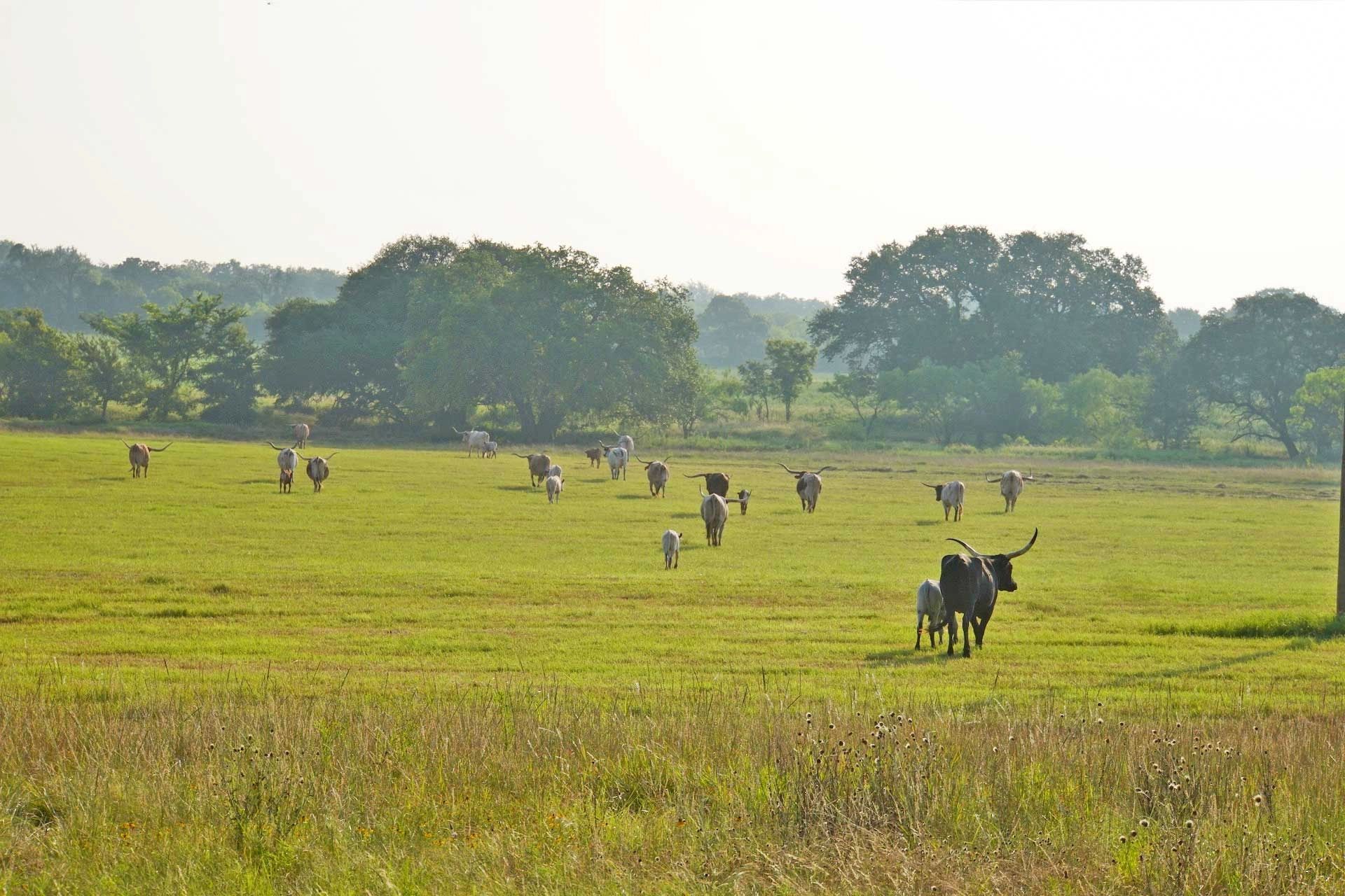 16 Tips for Texas Longhorn Cattle Ranchers in Texas