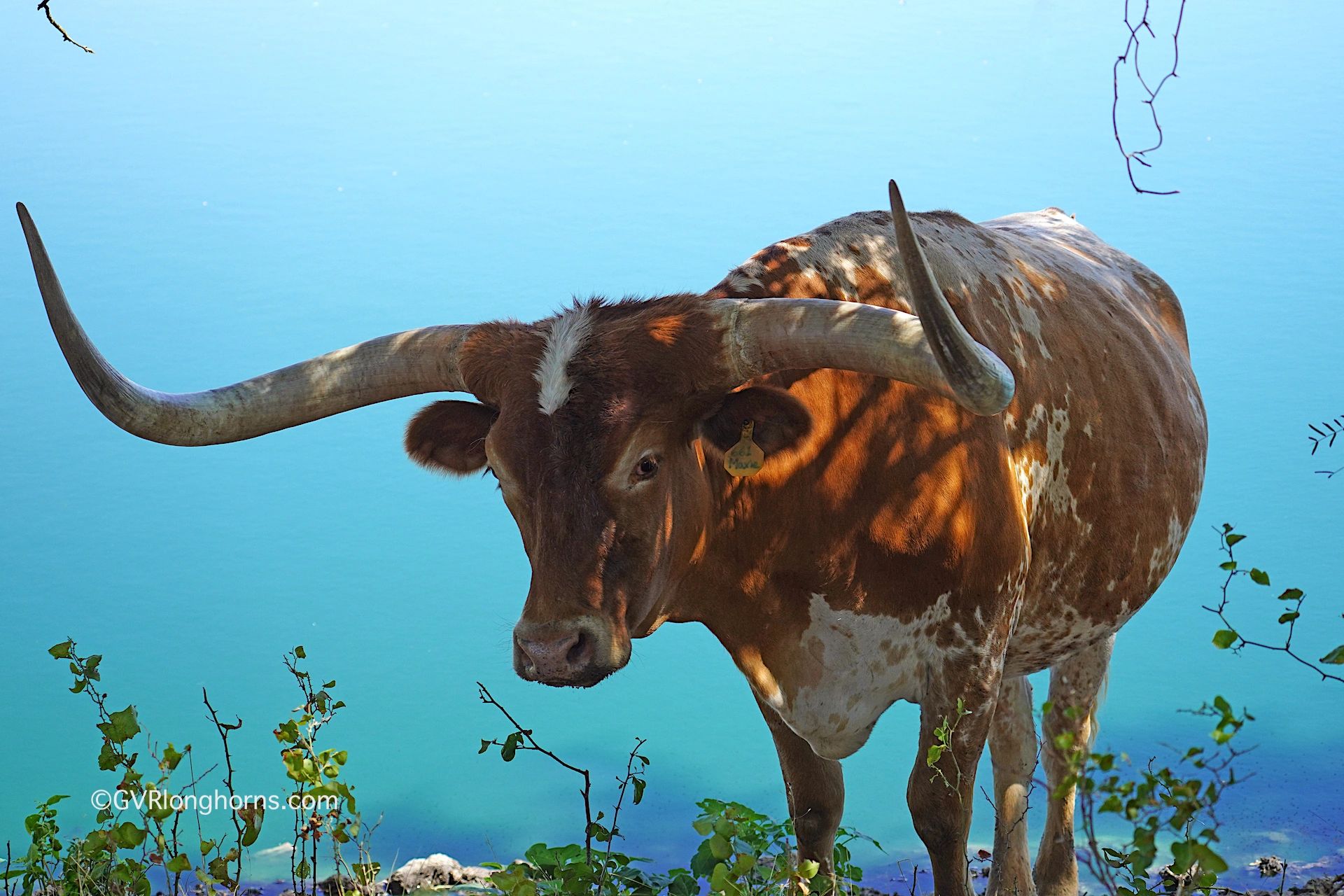 Texas State Symbols: Texas Longhorn Cattle and a whole lot more