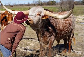 Texas Longhorn Cattle at GVR longhorns | Texas Longhorn Cattle at GVR ...