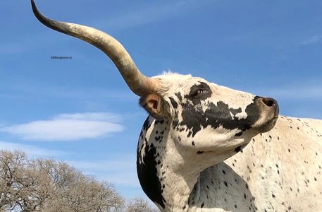 Texas Longhorns - GVR Longhorns Texas Longhorn Cattle | Texas Longhorn ...