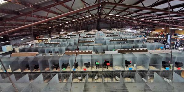 South Australian Poultry Association Inc