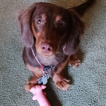 County Line Kennels Mini Dachshunds