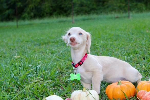 County Line Kennels Mini Dachshunds
