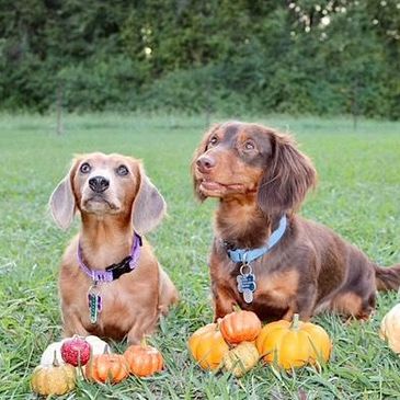 County Line Kennels Mini Dachshunds