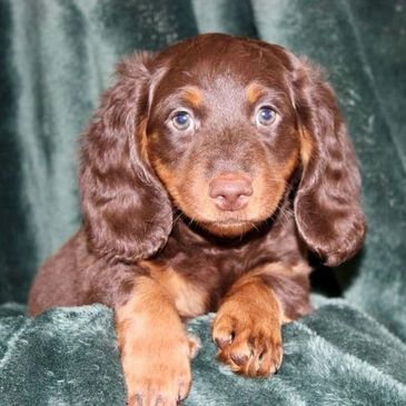 County Line Kennels Mini Dachshunds