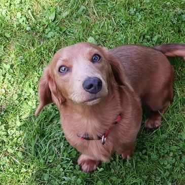 County Line Kennels Mini Dachshunds