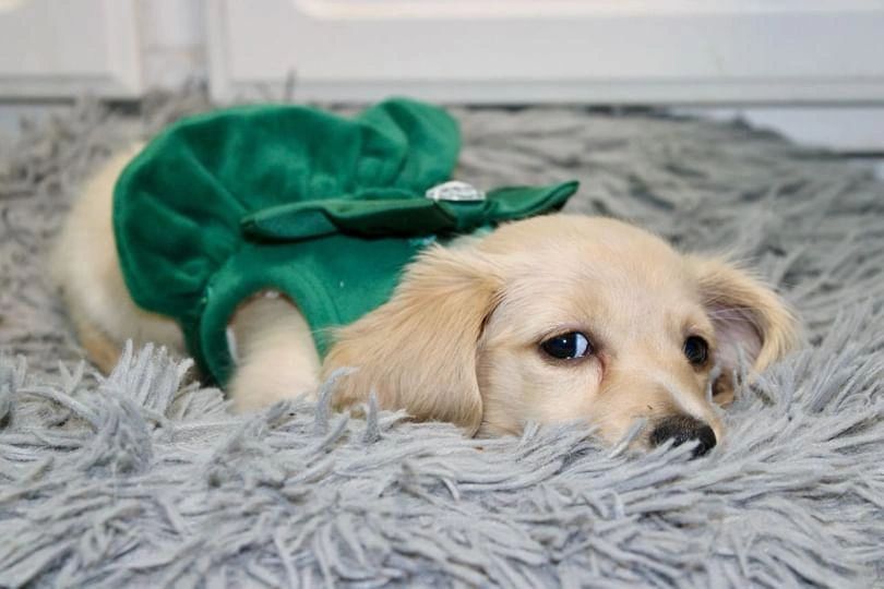 County Line Kennels Mini Dachshunds