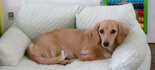 County Line Kennels Mini Dachshunds