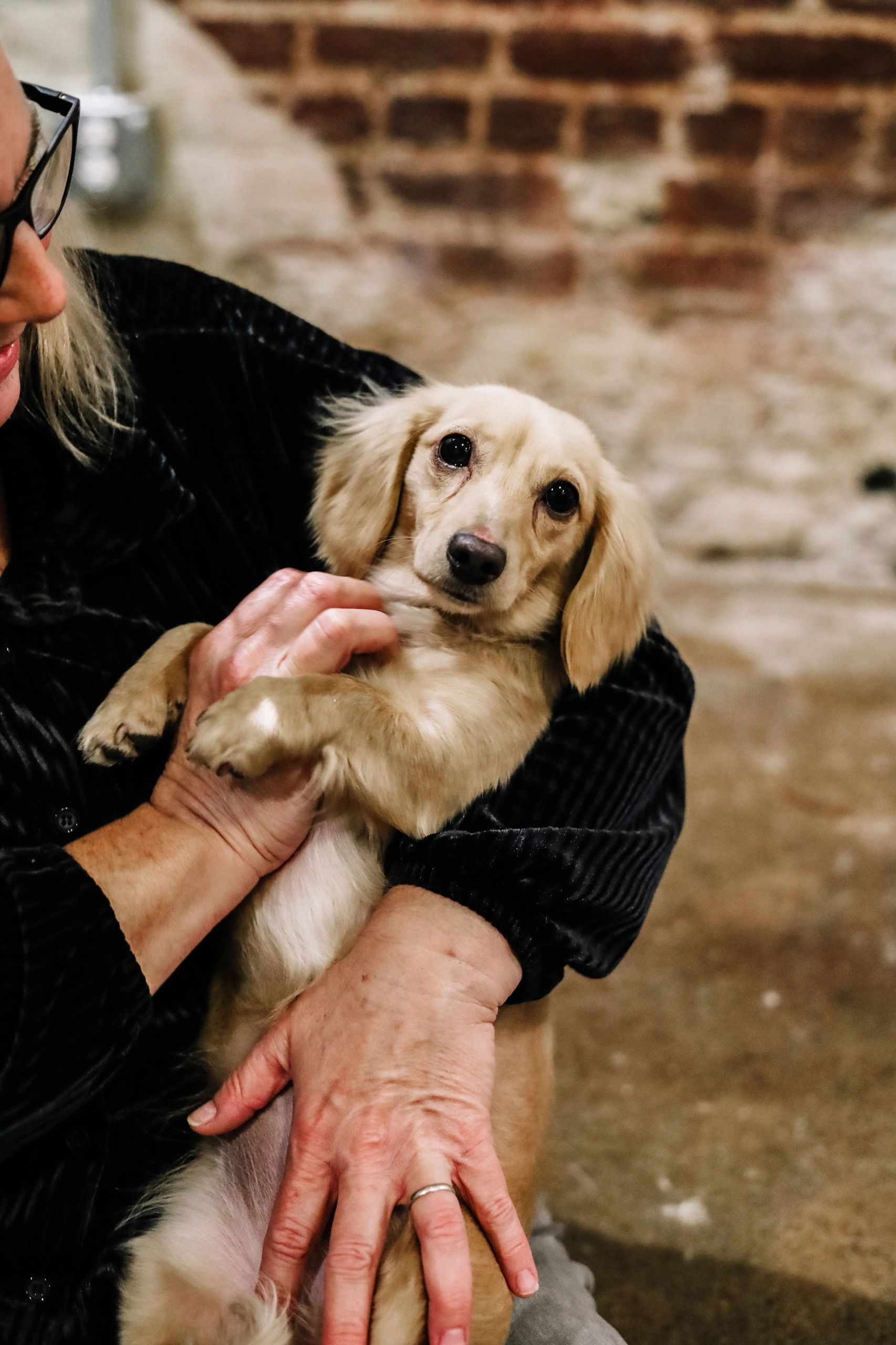 County Line Kennels Mini Dachshunds