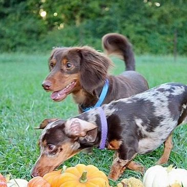 County Line Kennels Mini Dachshunds