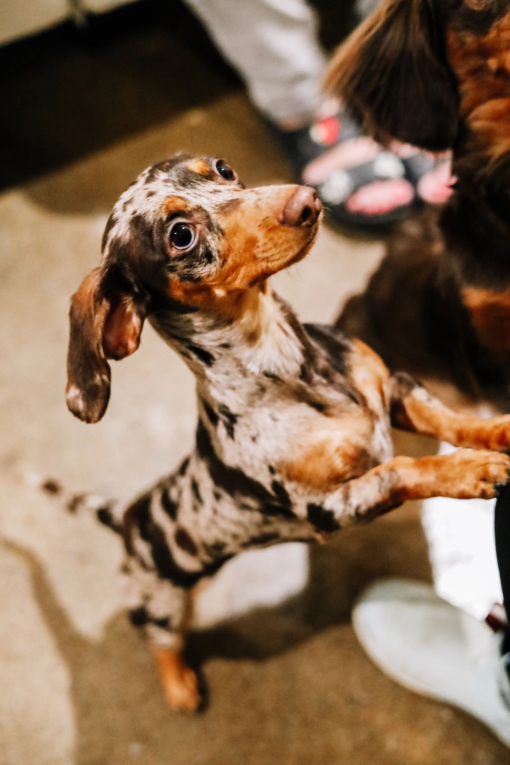 Top Miniature Dachshund Breeders - County Line Kennels