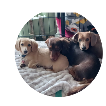 County Line Kennels Mini Dachshunds