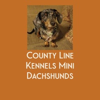 County Line Kennels Mini Dachshunds