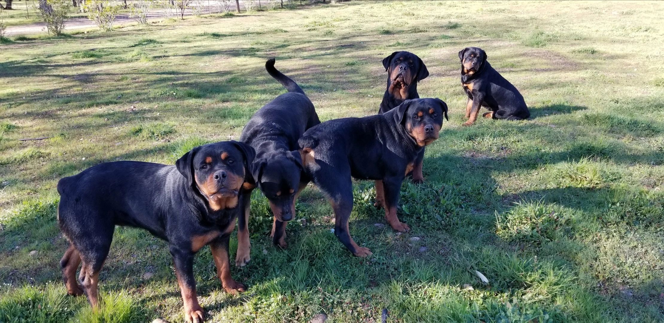 About the Rottweiler