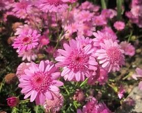 Marguerite Daisy Double Pink (Argyranthemum)