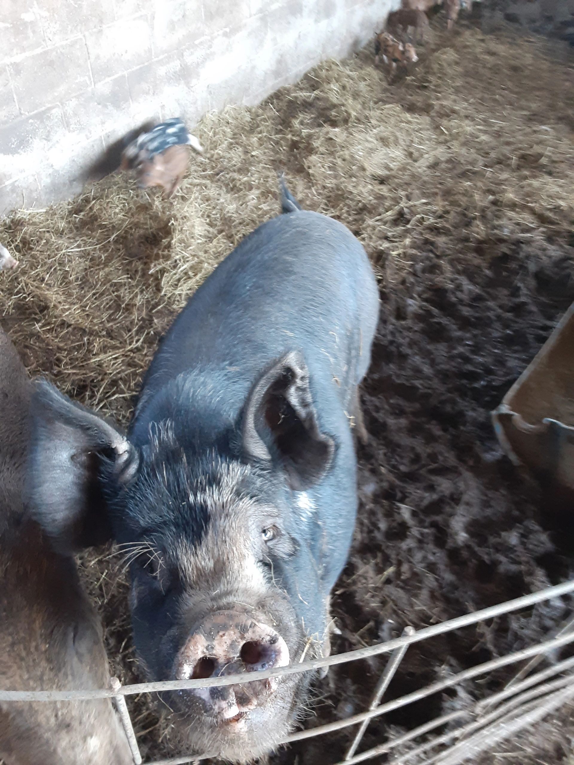 Kune A Matata--Our kunekune pig
