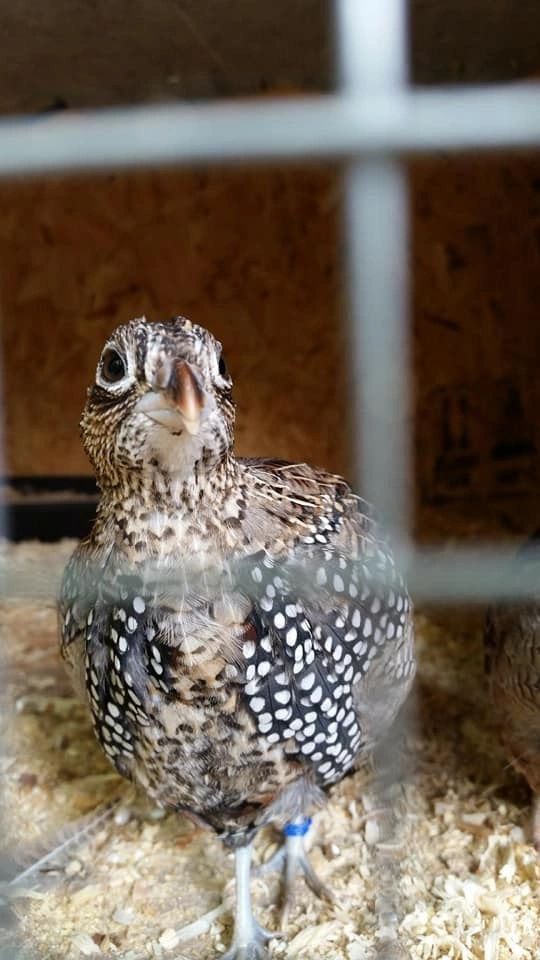 Mearns Quail Juvenile males