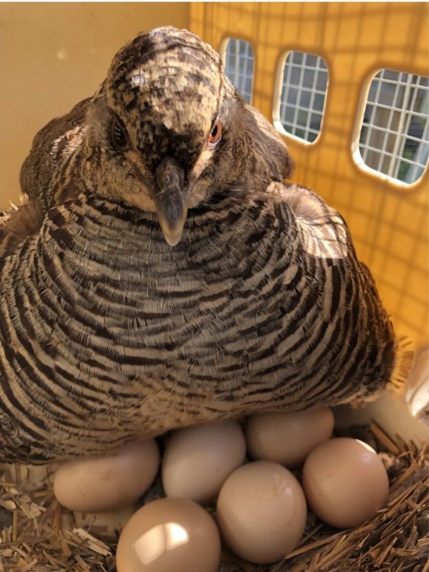 Lady Amherst pheasant hatching eggs