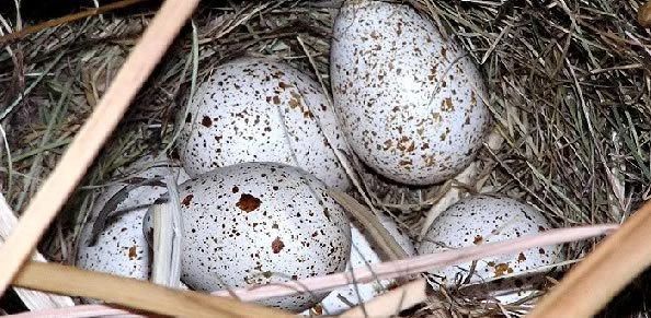 Blue scale hatching eggs