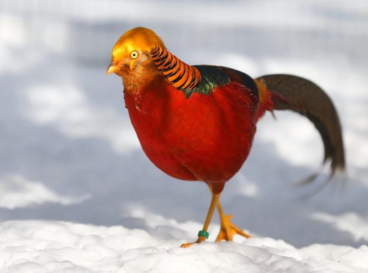 Red Golden Pheasant