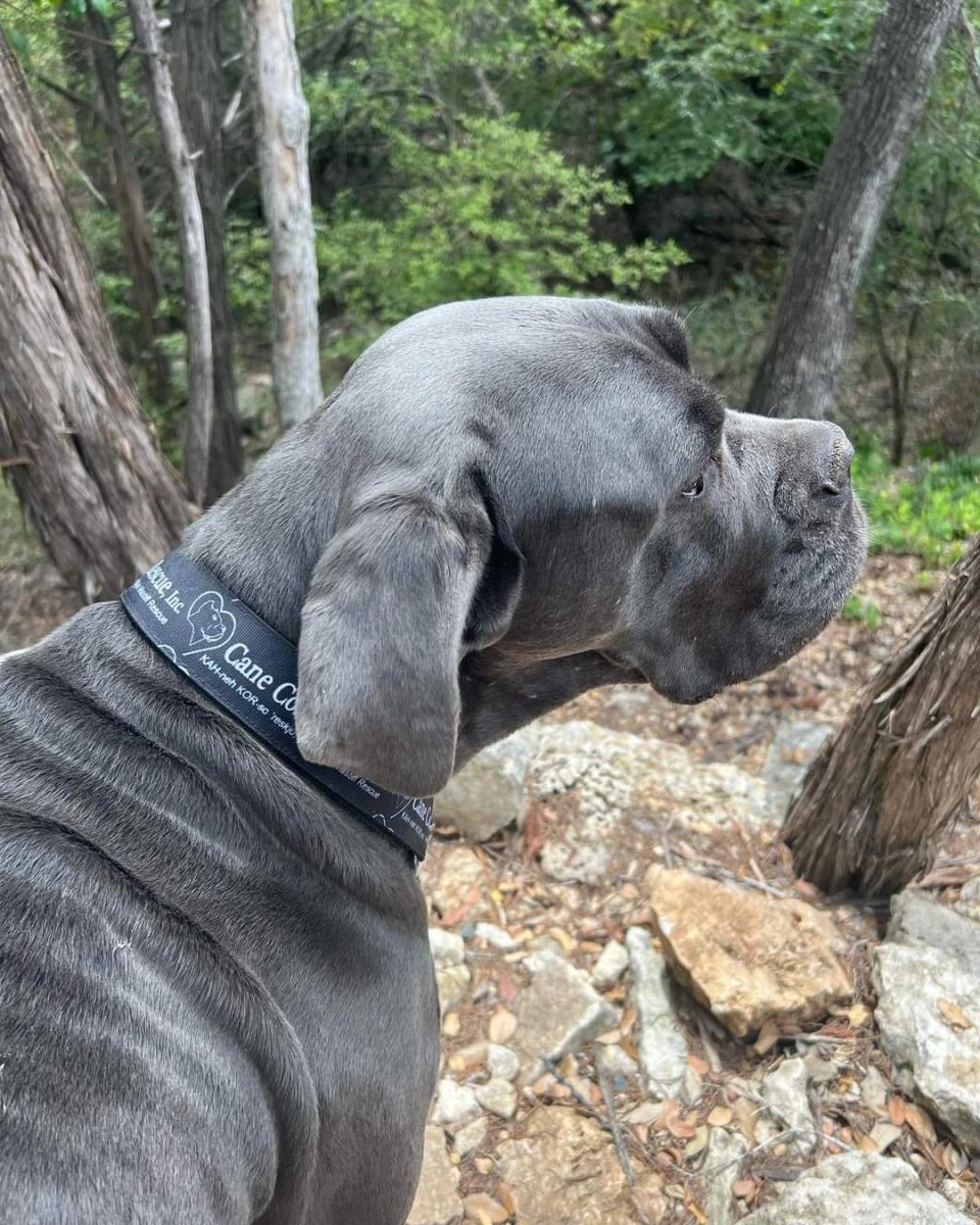 In the Loop Dog Collars