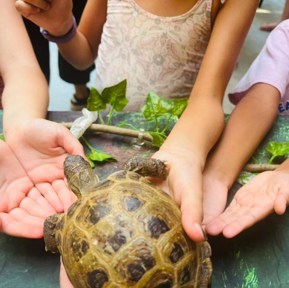 School / Daycare Reptile Adventure