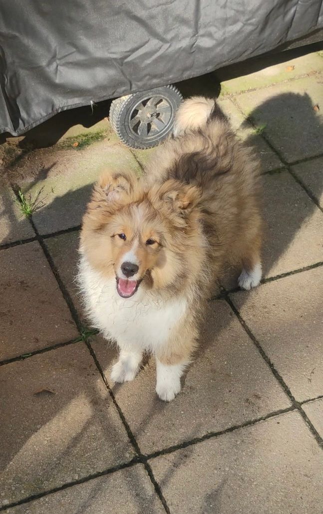 Southern Belle Shelties