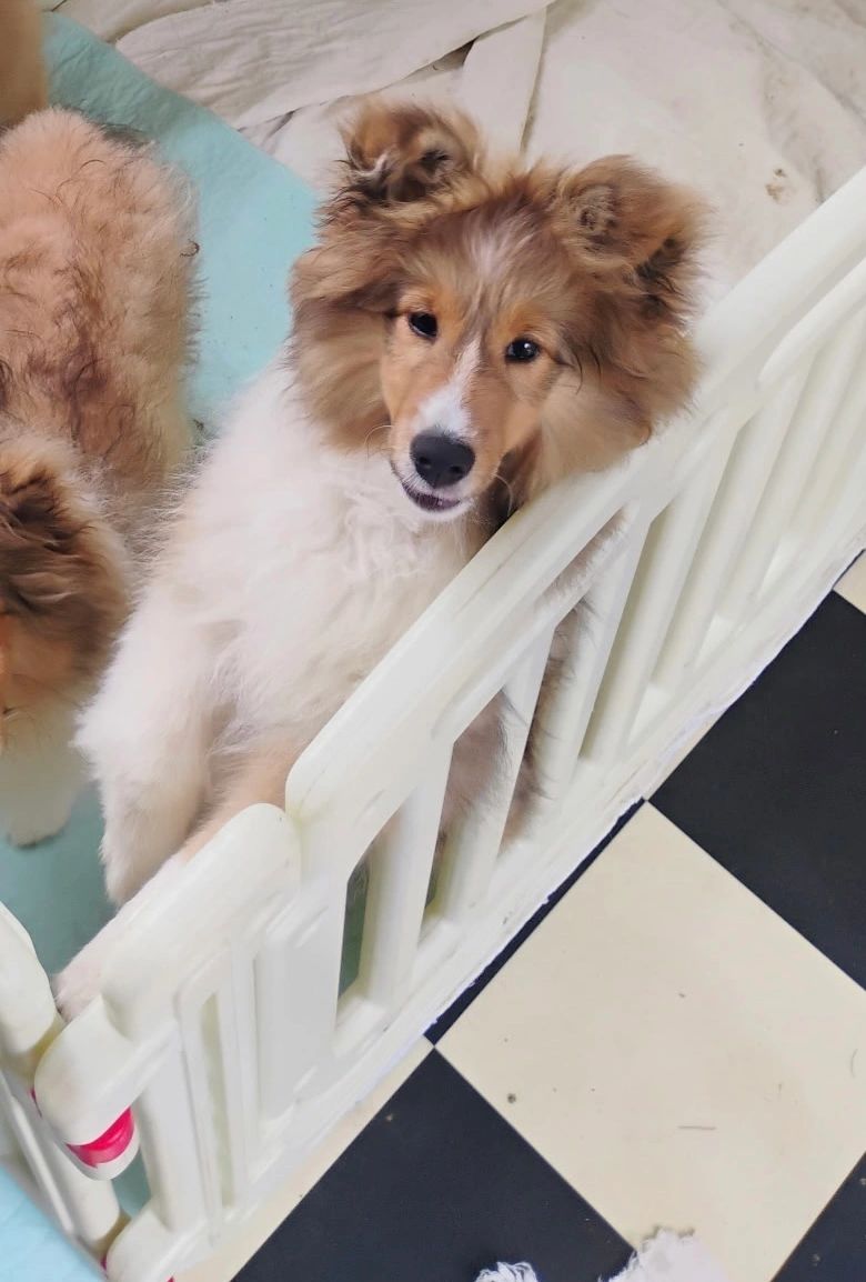 Southern Belle Shelties