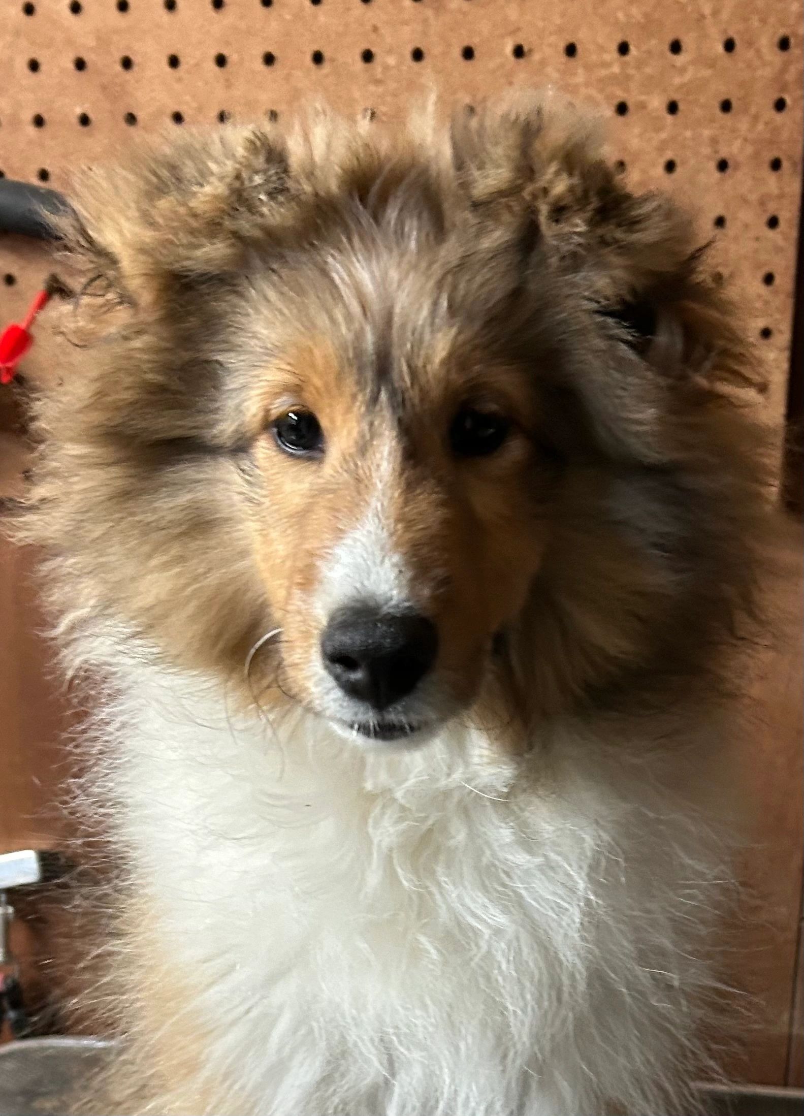 Southern Belle Shelties