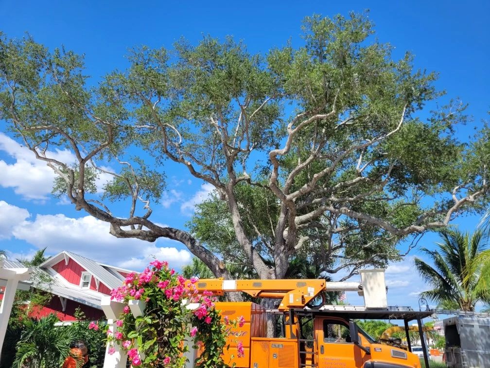 Protecting Naples Trees: Arborist Insights on Tree Care