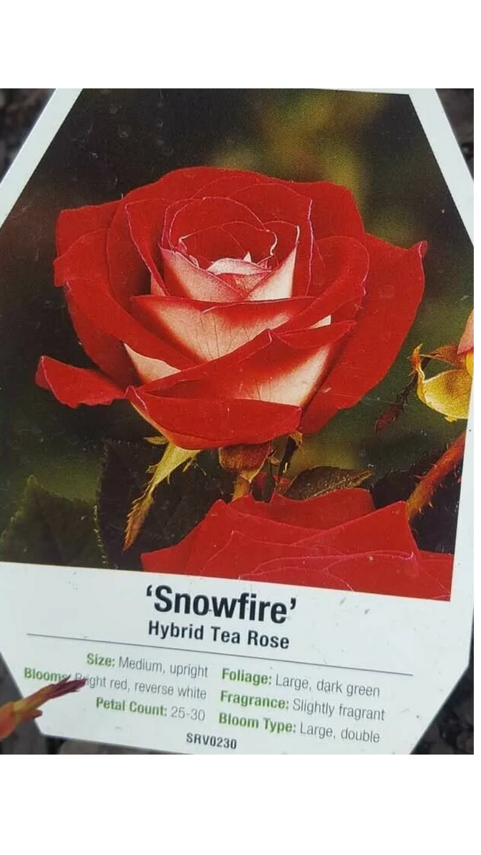 Snowfire Hybrid Tea Rose 2 gal Red White Bush Plants Shrub Plant Fine Roses