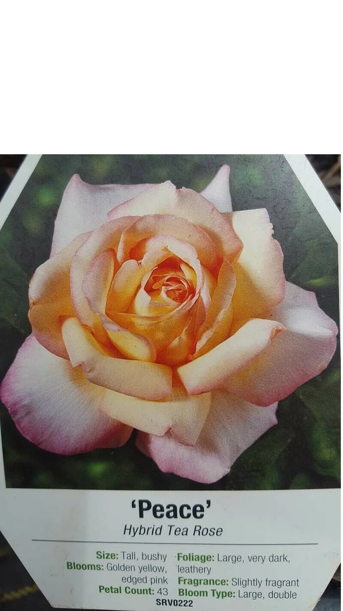Peace Rose Yellow Blend Hybrid Tea 3 Gal Bush Plant Plants Fine Roses ...