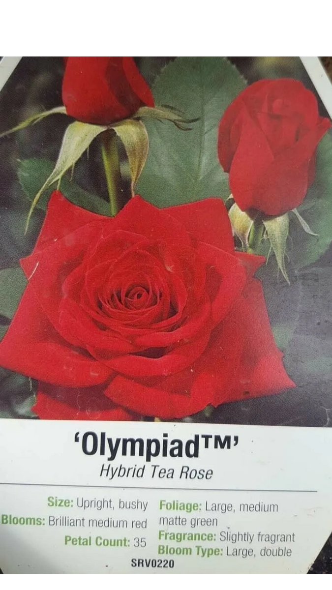 Olympiad Red Hybrid Tea Rose 3 Gal Bush Plant Plants Fine Roses Landscape