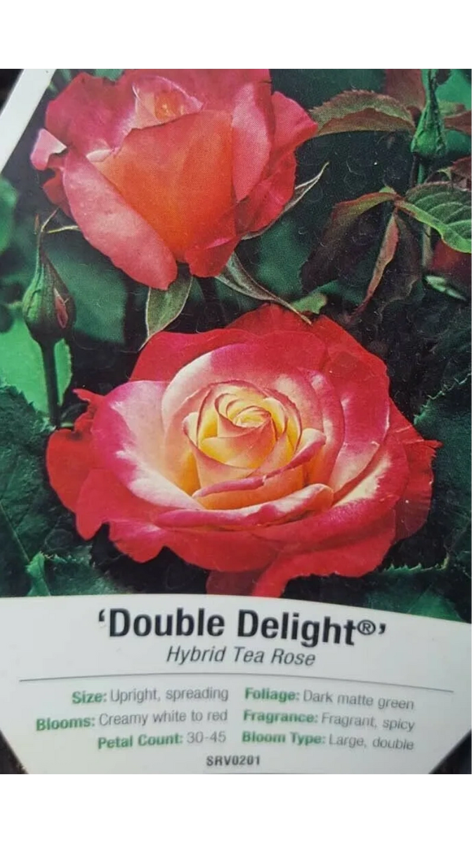 Double Delight Rose 5 Gal. Red White Live Bush Plants Hybrid Tea Plant ...