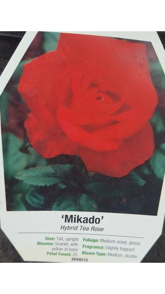 Mikado Hybrid Tea Rose 3 Gal. Scarlett Yellow Bush Plants Shrub Plant ...