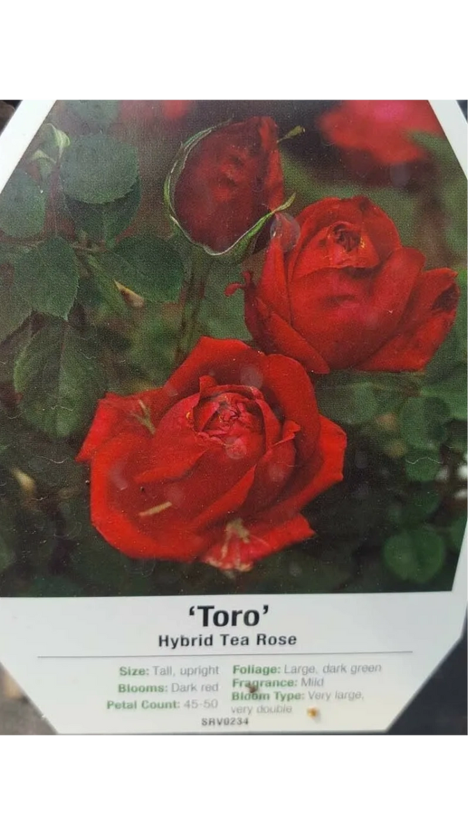 Toro Hybrid Tea Rose 5 Gal. Red Live Bush Plants Shrub Plant Fine Roses