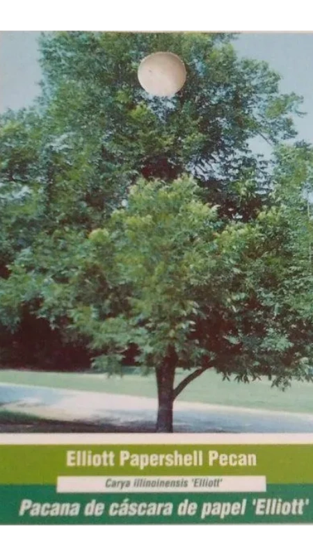 ELLIOTT PAPERSHELL PECAN TREE Shade Nut Trees Live Plant Pecans Nuts Plants