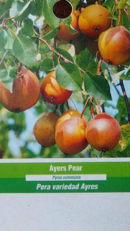AYERS PEAR 4'-6' Tree Plants Fruit Trees Plant Sweet Juicy Pears Home ...