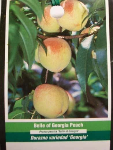 BELLE OF GEORGIA PEACH 5'-6' TALL Fruit Tree Plant Live Trees Grow ...