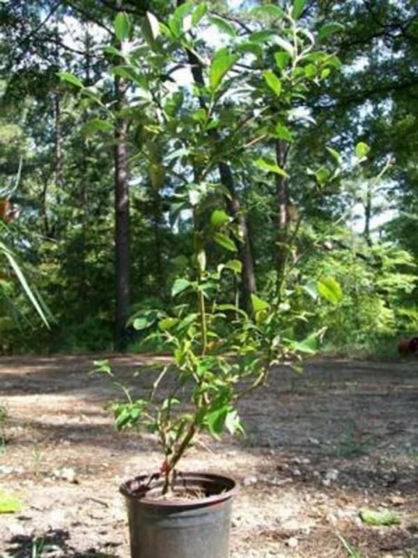 Brightwell Blueberry Plant Live Plants Vitamins Minerals Healthy ...