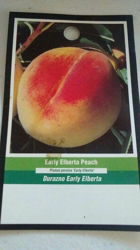 EARLY ELBERTA PEACH 4'-6' Tree Live Healthy Juicy Fruit Plant Sweet Peaches