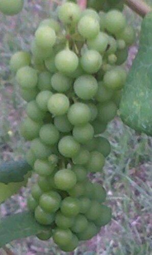 Lakemont Seedless White Grape Vine 3 Gallon Live Plant Home Garden Wine ...