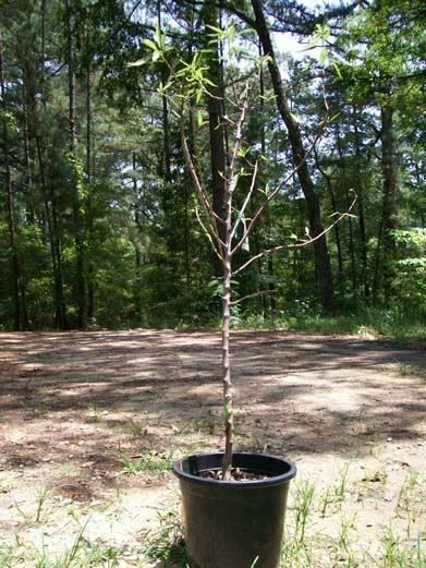 4' Live Nonpareil Almond Nut Tree 5 Gal. Trees Plants Nuts Ship to all ...