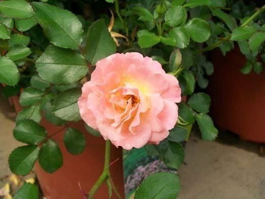 Peach Drift NEW Groundcover Rose 3 Gal. Live Shrub Plants Shrubs Plant ...