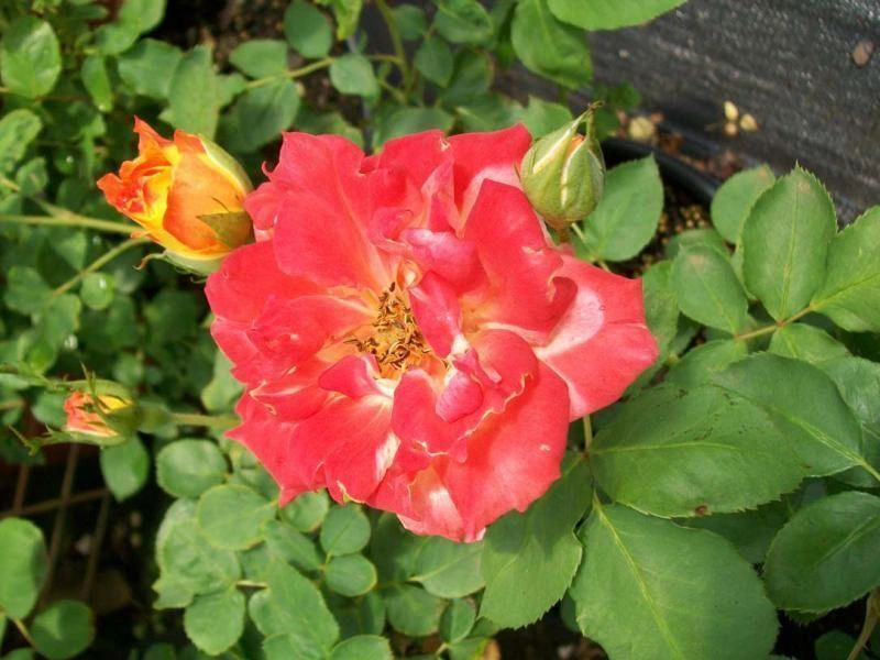 Pinata Yellow Orange Rose 5 Gal. Live Bush Plants Shrub Plant Fine Roses