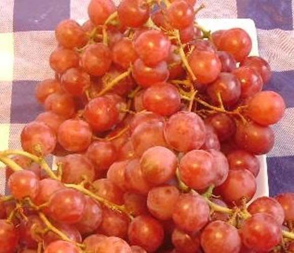 Vanessa Red Seedless Grape Vine 3 Gallon Live Plant Home Garden Easy to ...