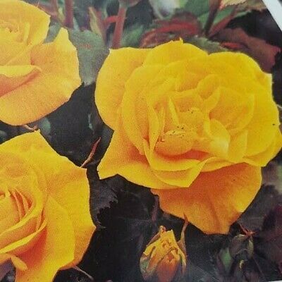 Sunsprite Floribunda 3 Gal Deep Yellow Live Bush Plants Shrub Plant ...