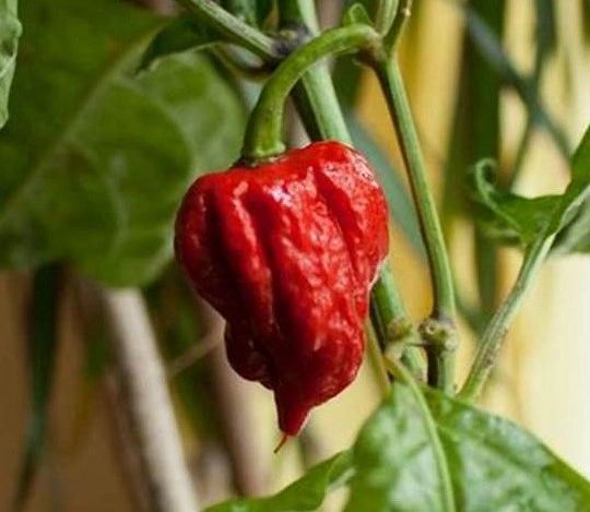 Seeds - Chilli - California Reaper