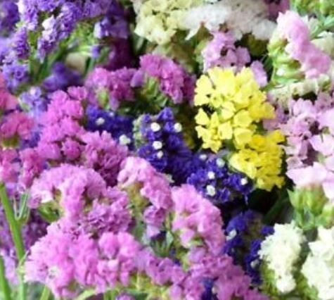 Seeds - Statice - Petite Bouquet